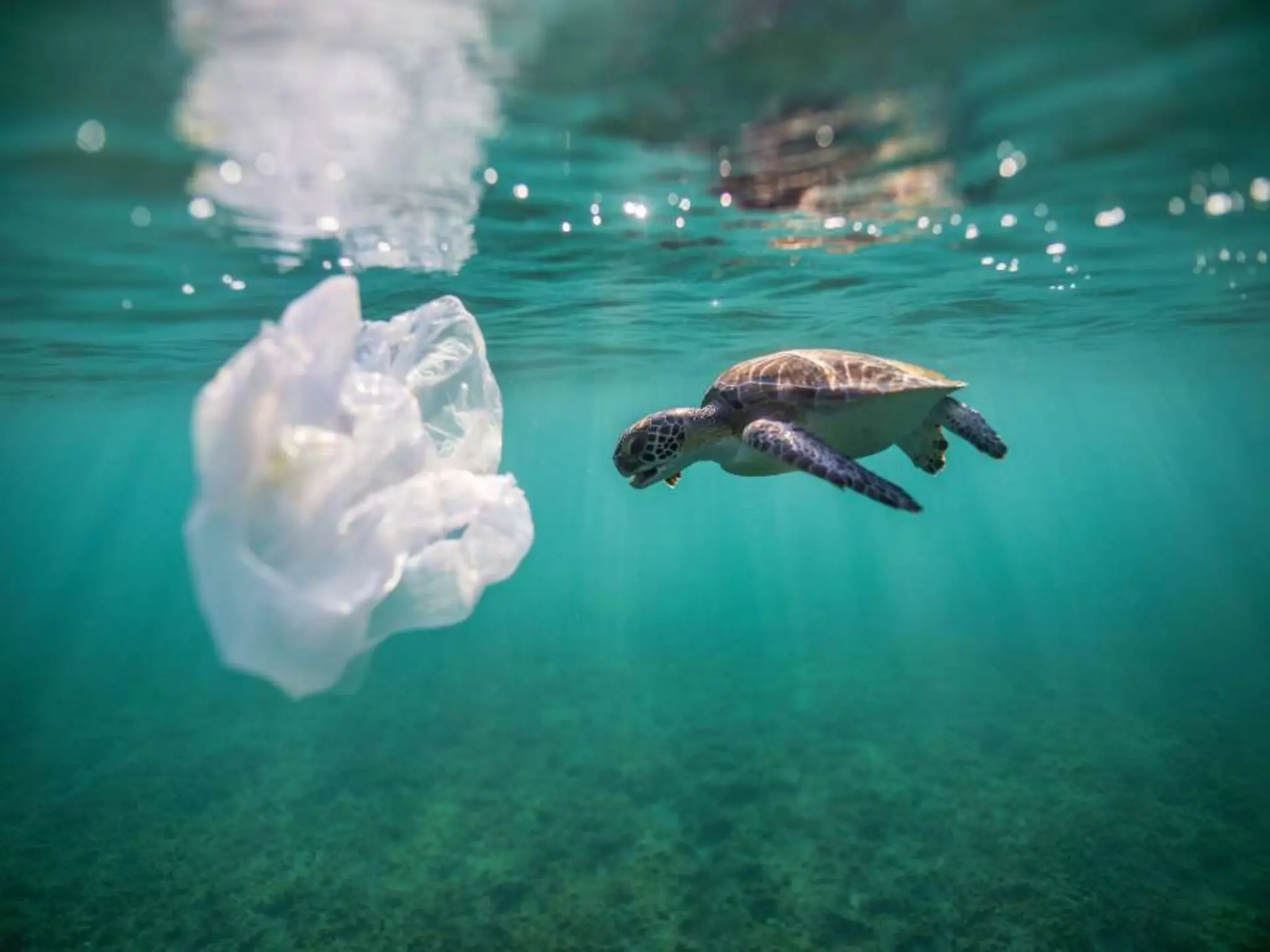 The Impact of Microplastics on Marine Life and How to Reduce Plastic ...
