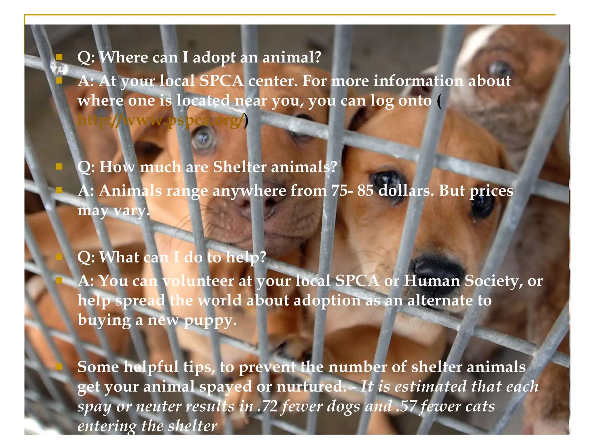 The Importance Of Adoption | PPT | Dogs | Pets