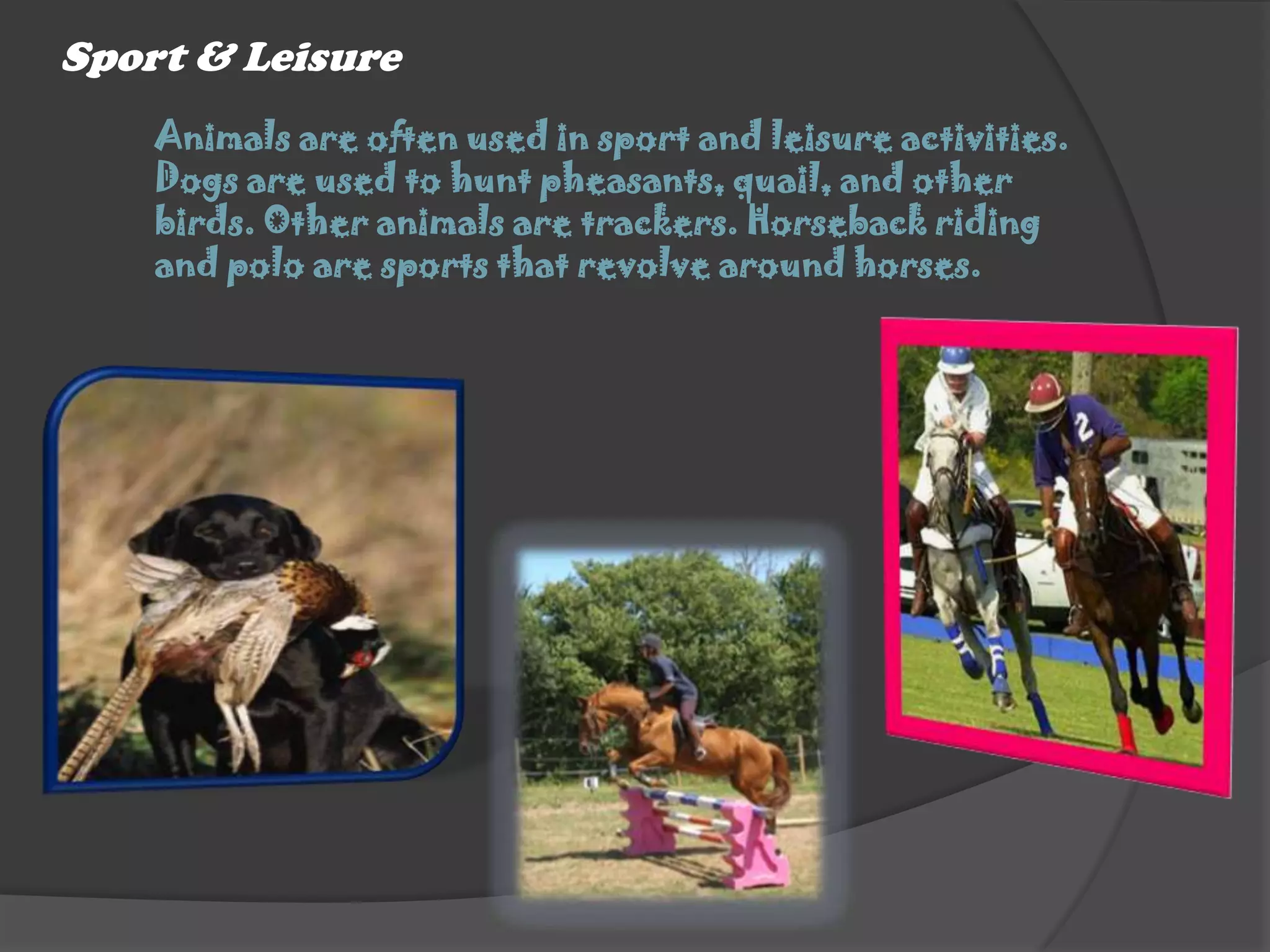 The importance of animals in human lives | PPTX