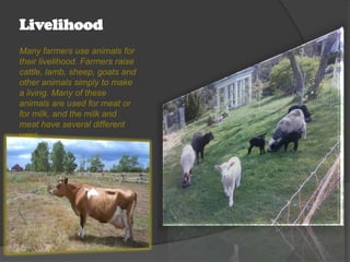 The importance of animals in human lives | PPTX