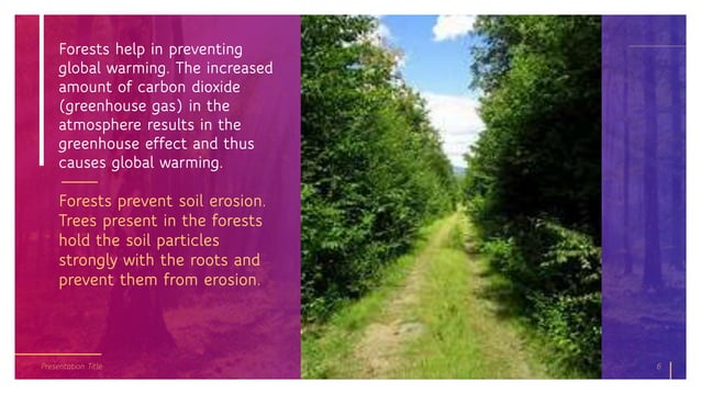 The importance of forest to mankind | PPTX | Biological Sciences | Science