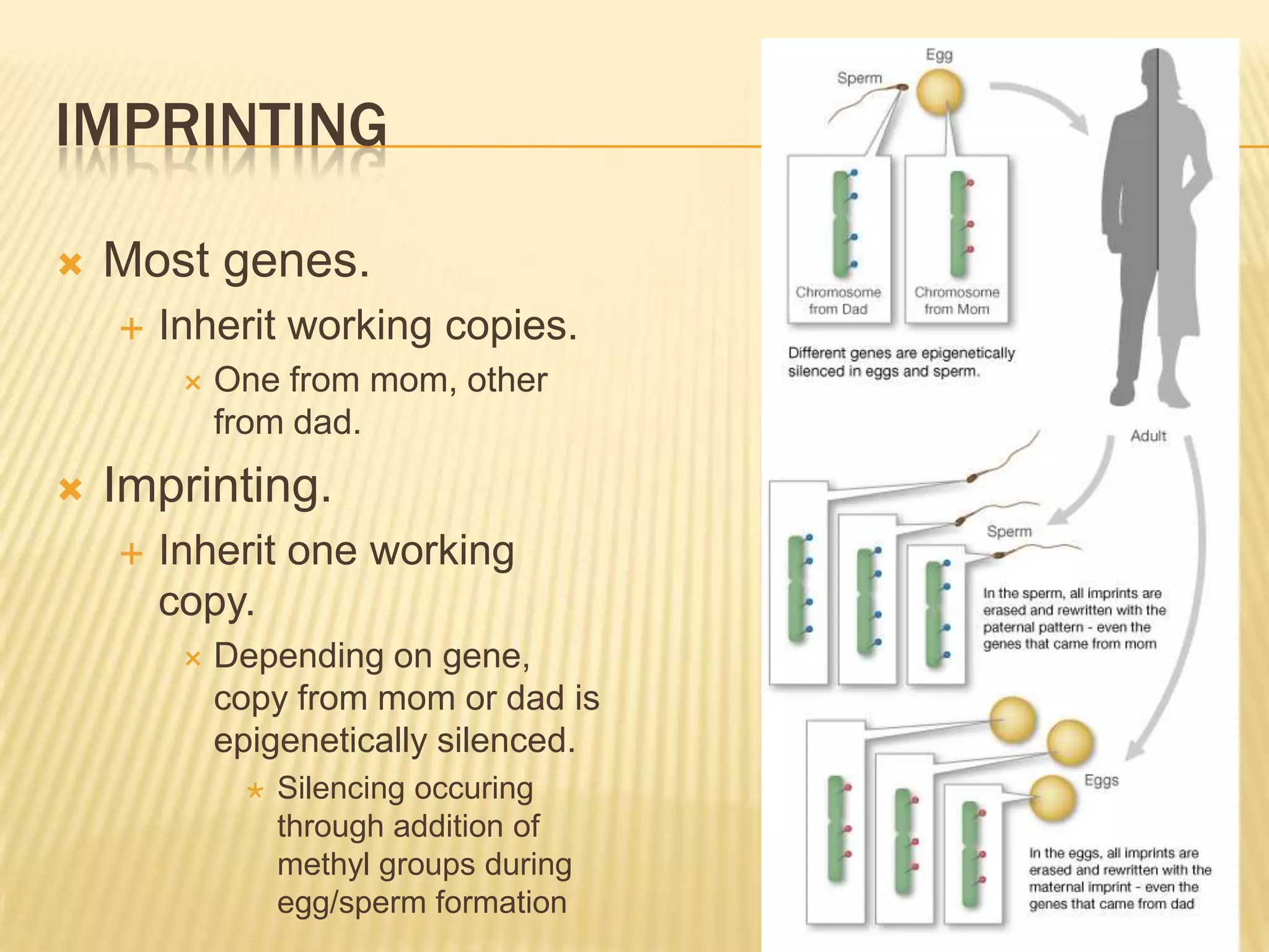 The importance of genomic imprinting | PPT