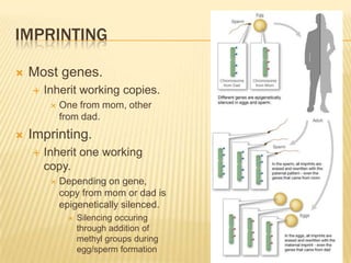 The importance of genomic imprinting | PPTX