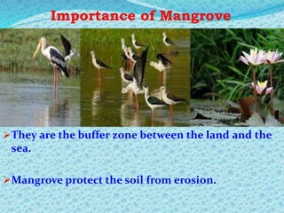 Mangrove & It,s threats | PPTX