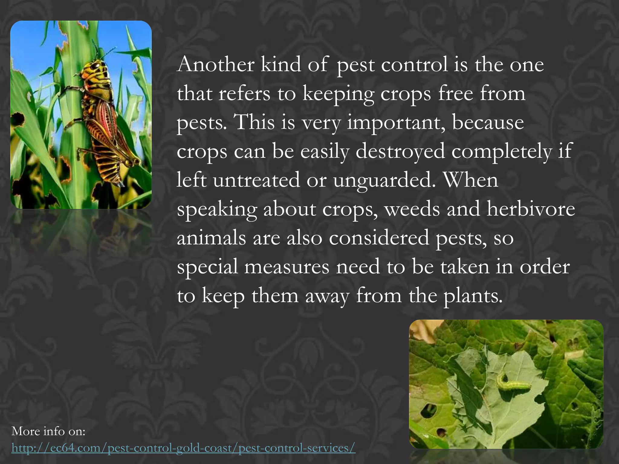 The Importance of Pest Control | PPTX