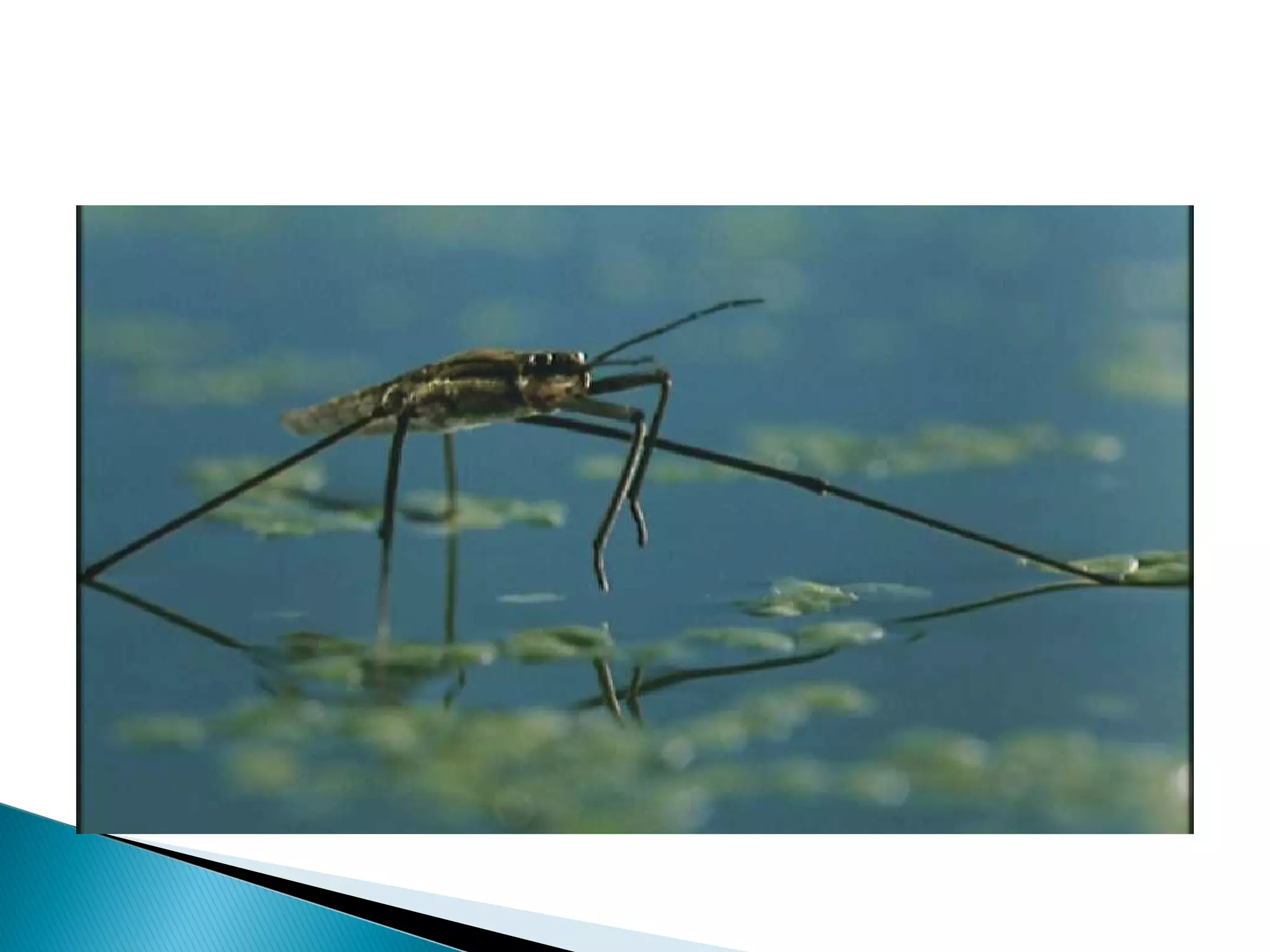 The importance of water | PPT