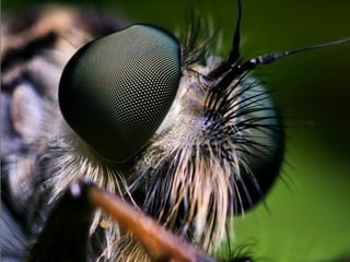 The Incredible Macro Photography Of Insects | PPS
