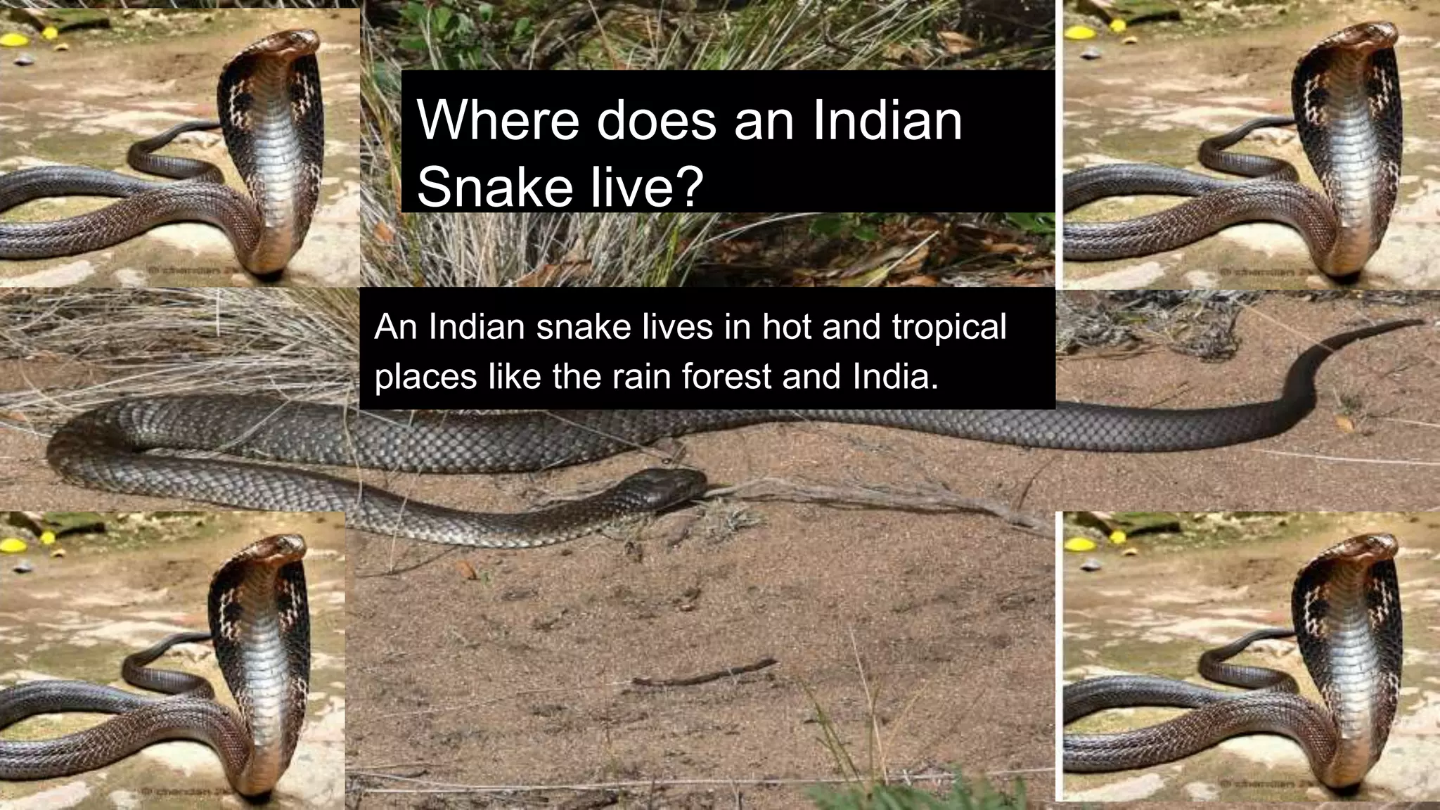 The Indian Cobra | PPTX