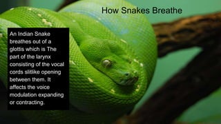 The Indian Cobra | PPTX