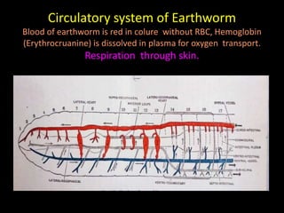 The Indian Earthworm.pptx