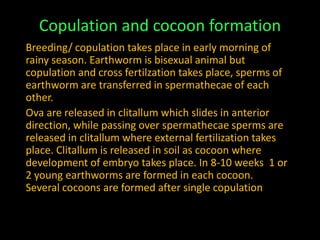 The Indian Earthworm.pptx