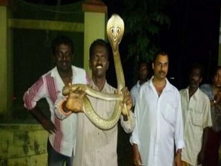 The indian snake man vava suresh | PPT