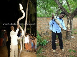 The indian snake man vava suresh | PPT