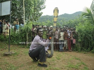 The indian snake man vava suresh | PPT