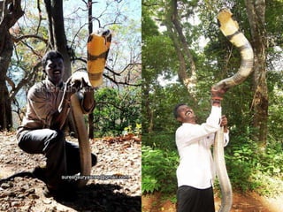 The indian snake man vava suresh | PPT