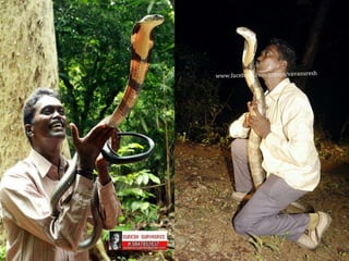The indian snake man vava suresh | PPT