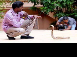 The indian snake man vava suresh | PPT