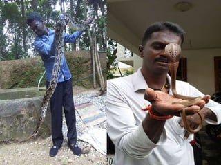 The indian snake man vava suresh | PPT