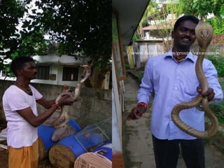 The indian snake man vava suresh | PPT