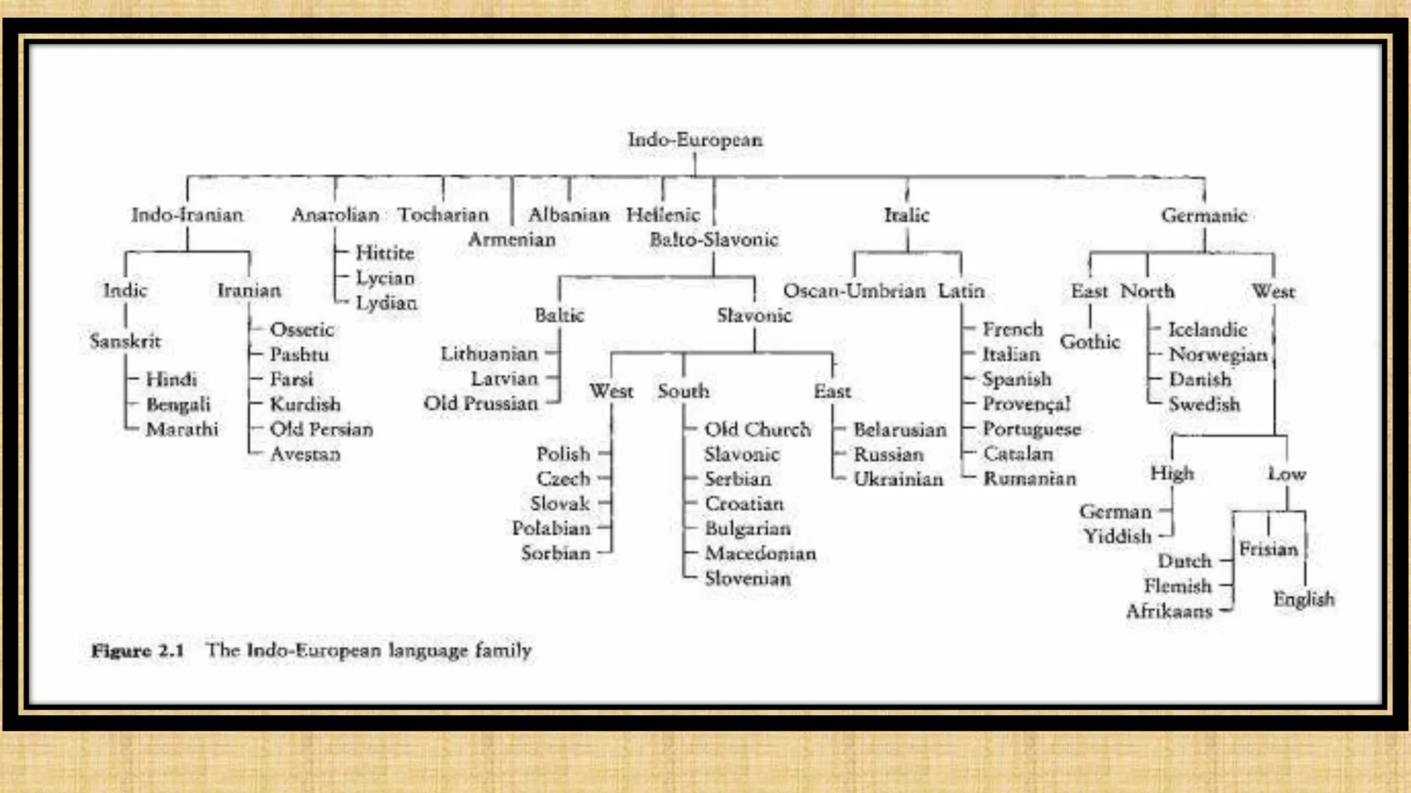 The indo european family languages | PPTX
