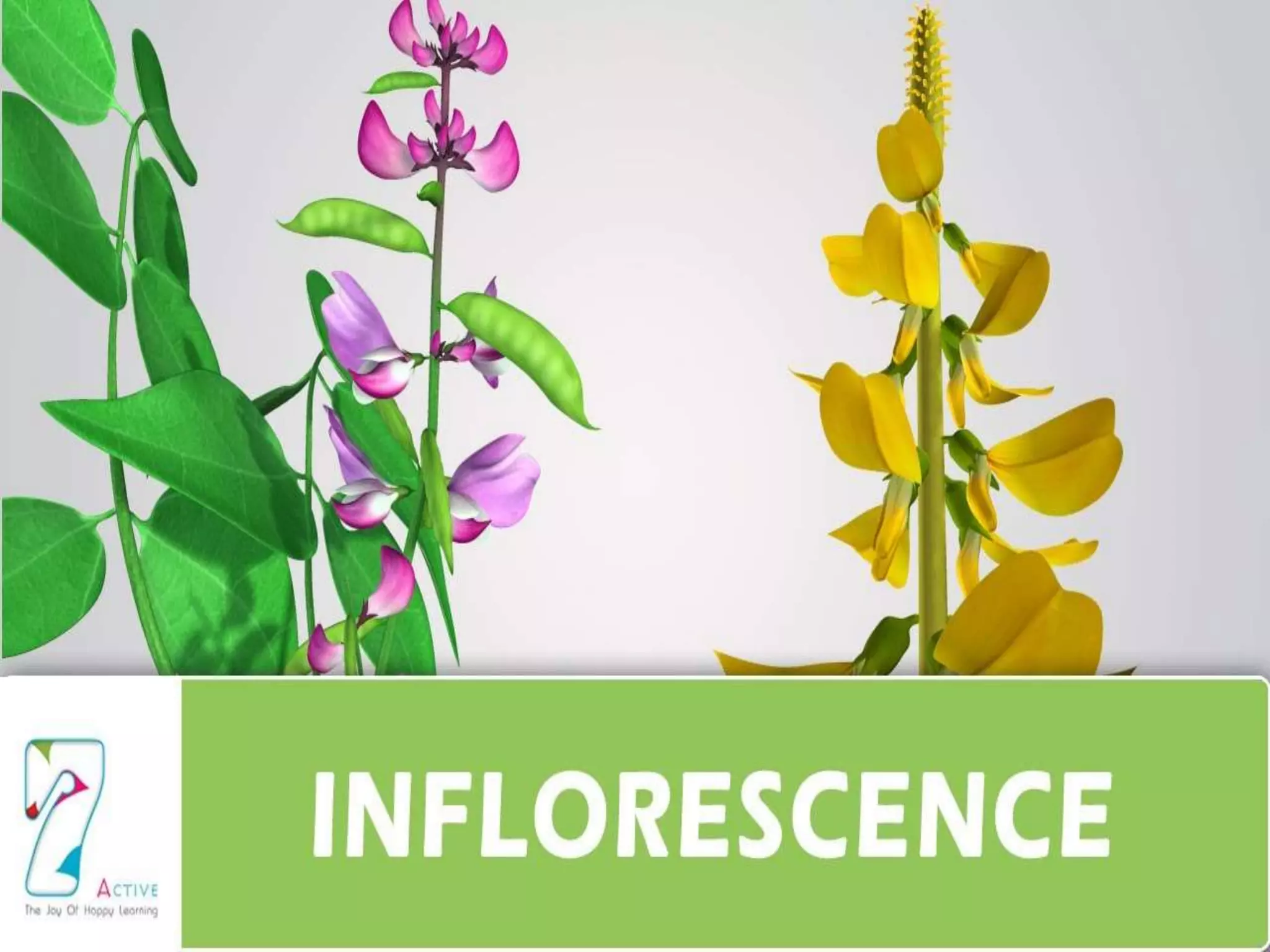 The inflorescence | PPT