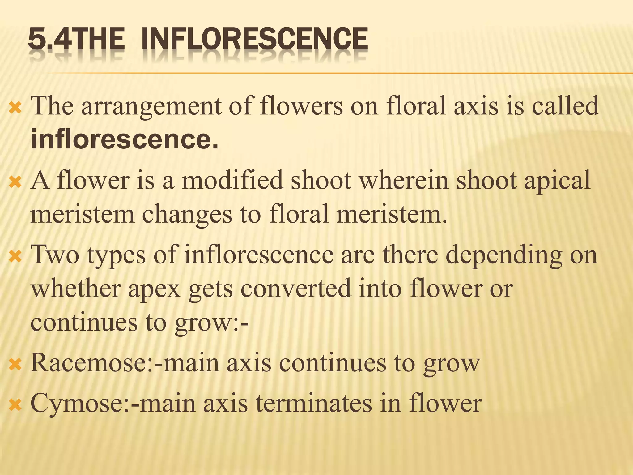 The inflorescence | PPT