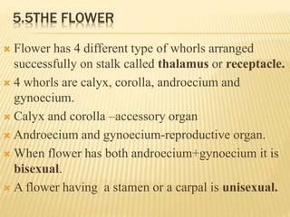 The inflorescence | PPT