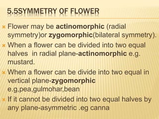 The inflorescence | PPT