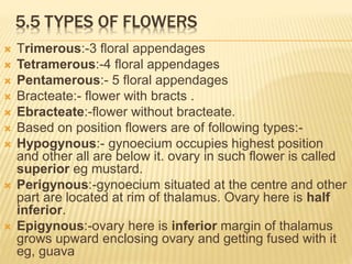 The inflorescence | PPT