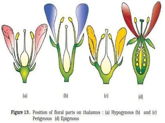 The inflorescence | PPT