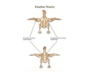 The Internal anatomy of Poultry Chicken.pptx