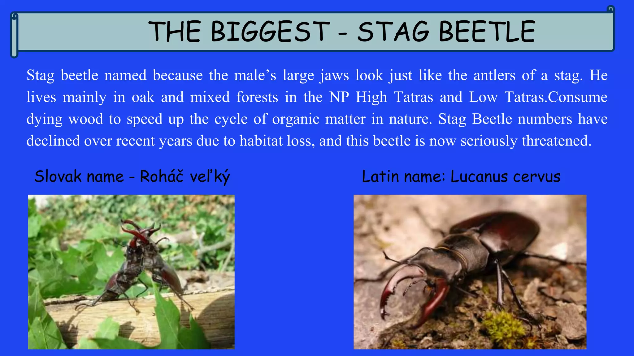 The insects of treasure international park | PPT