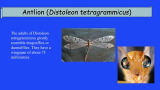 The insects of treasure international park | PPT