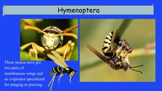 The insects of treasure international park | PPT