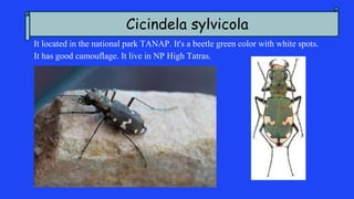 The insects of treasure international park | PPT