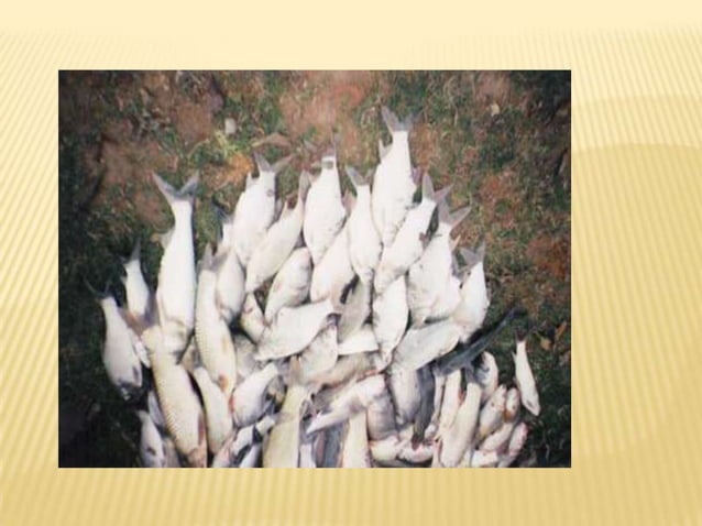The integration of fish and ducks farming | PPTX | Agriculture | Industries