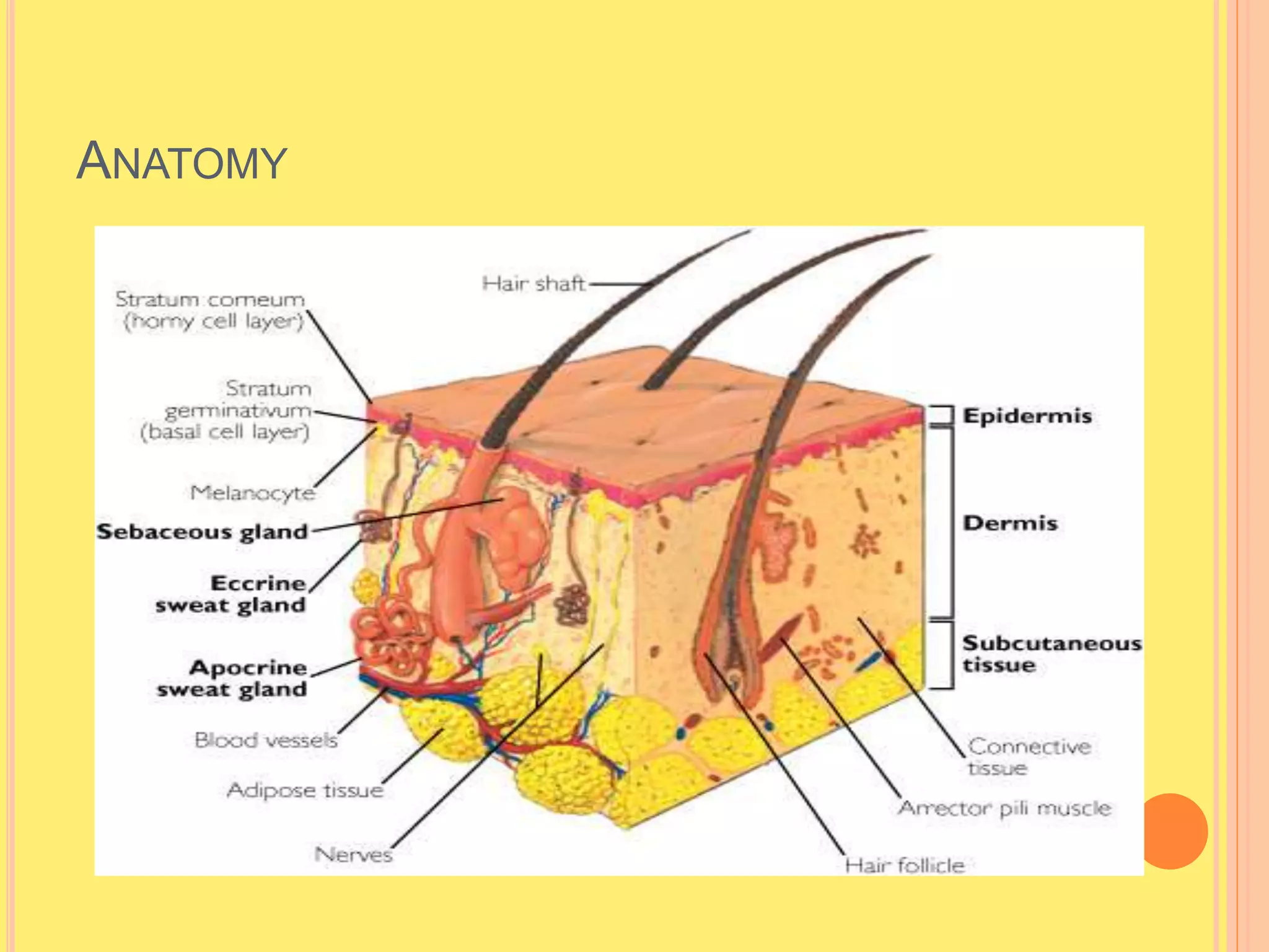 The Integumentary system diseases | PPTX
