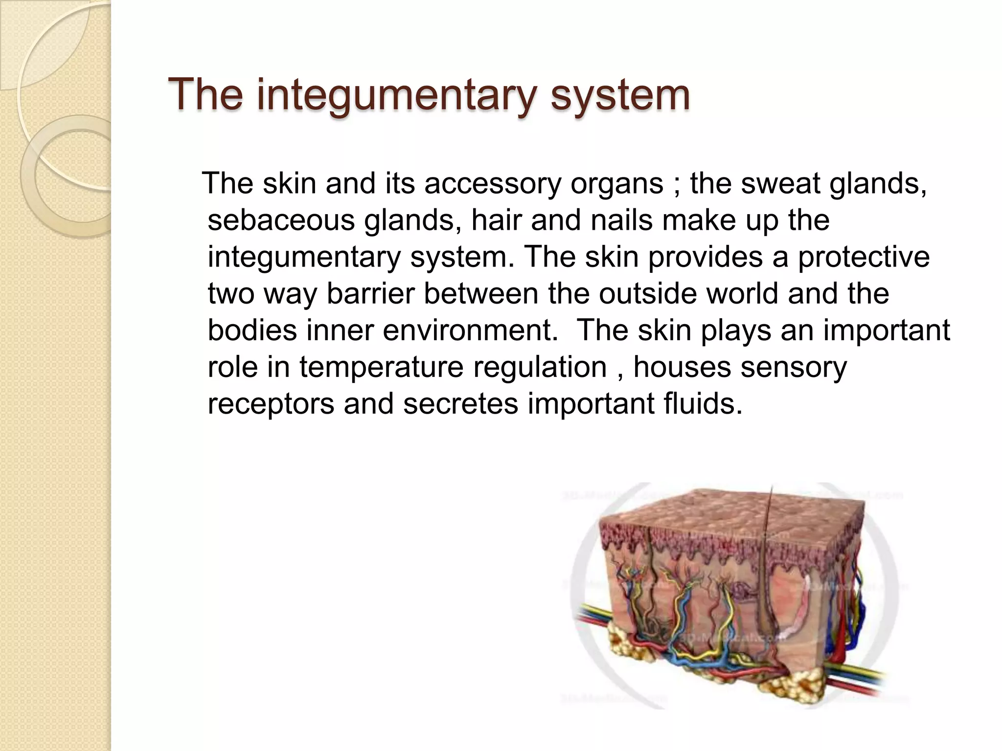 The integumentary system | PPTX
