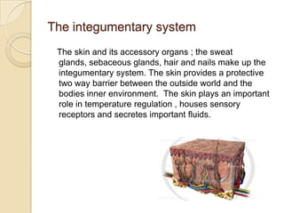 The integumentary system | PPTX