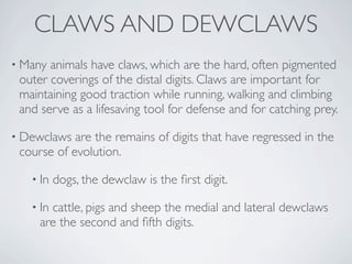 The integumentary system | PPT