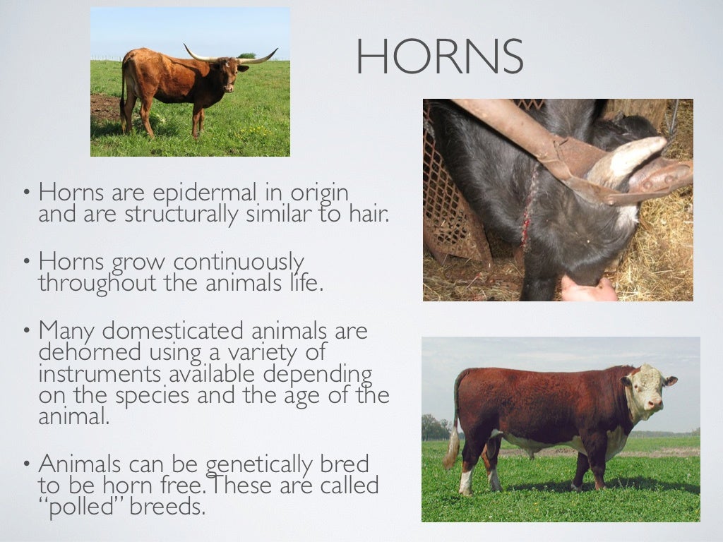 The integumentary system