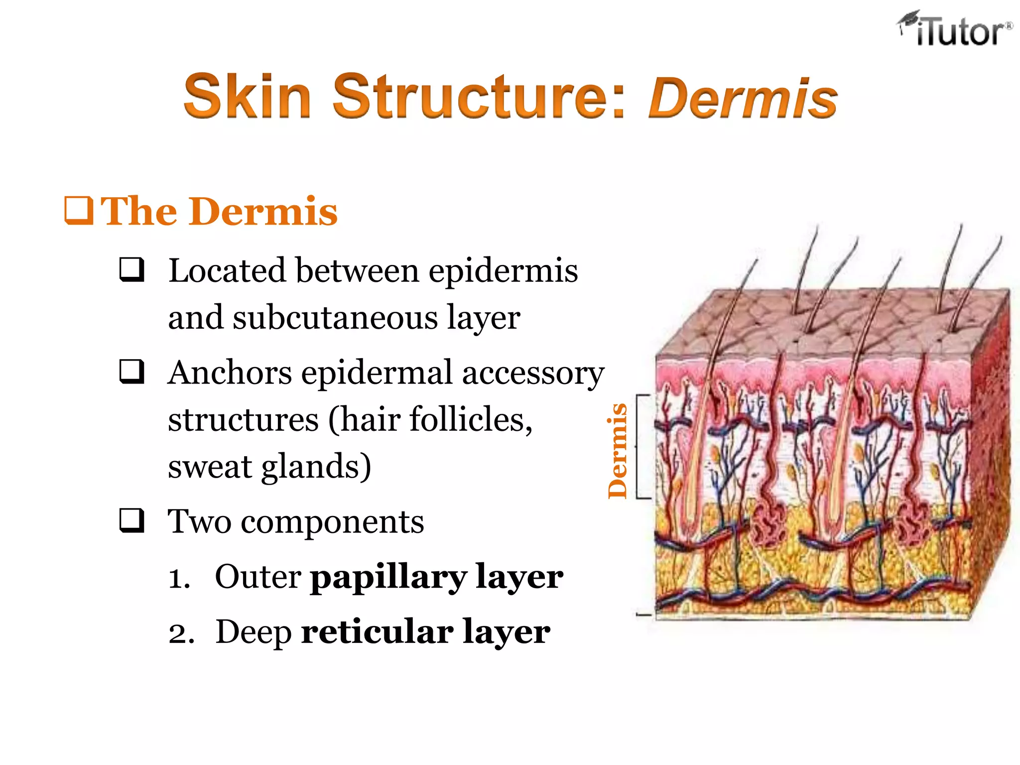 Theintegumentarysystem 130515100247-phpapp02 | PPTX