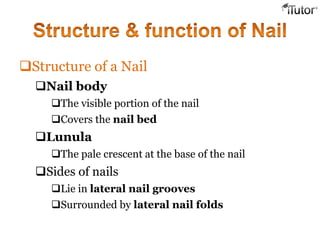 Theintegumentarysystem 130515100247-phpapp02 | PPTX