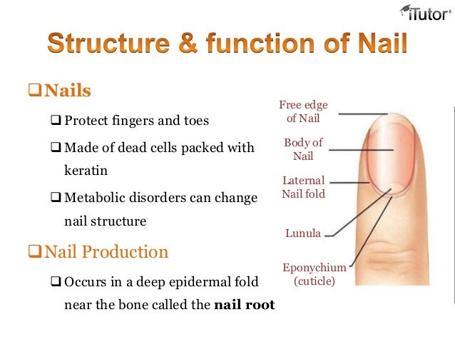 Anatomy Of Nail Bed