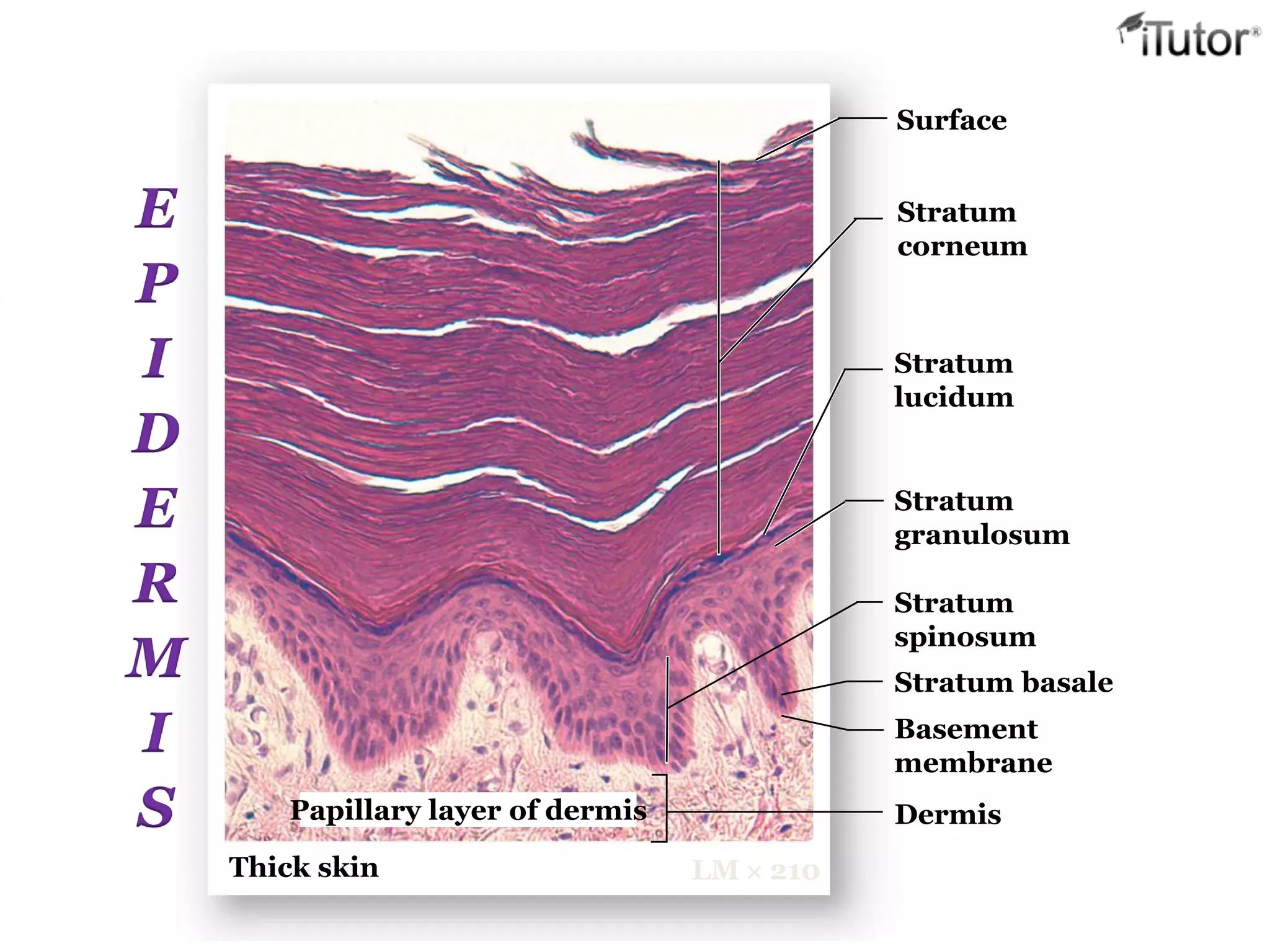 The integumentary system | PPTX