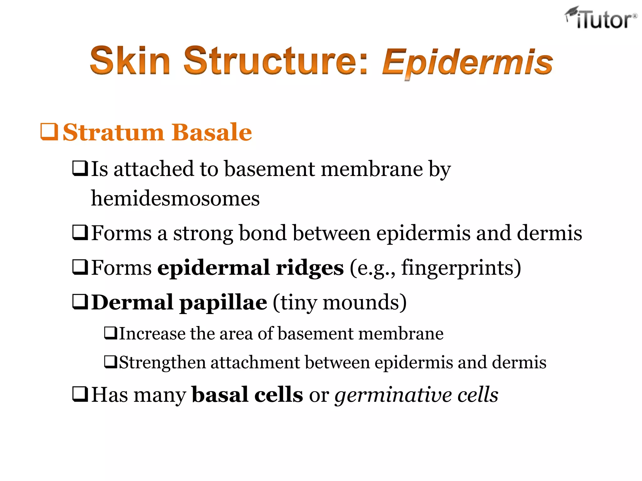 The integumentary system | PPTX