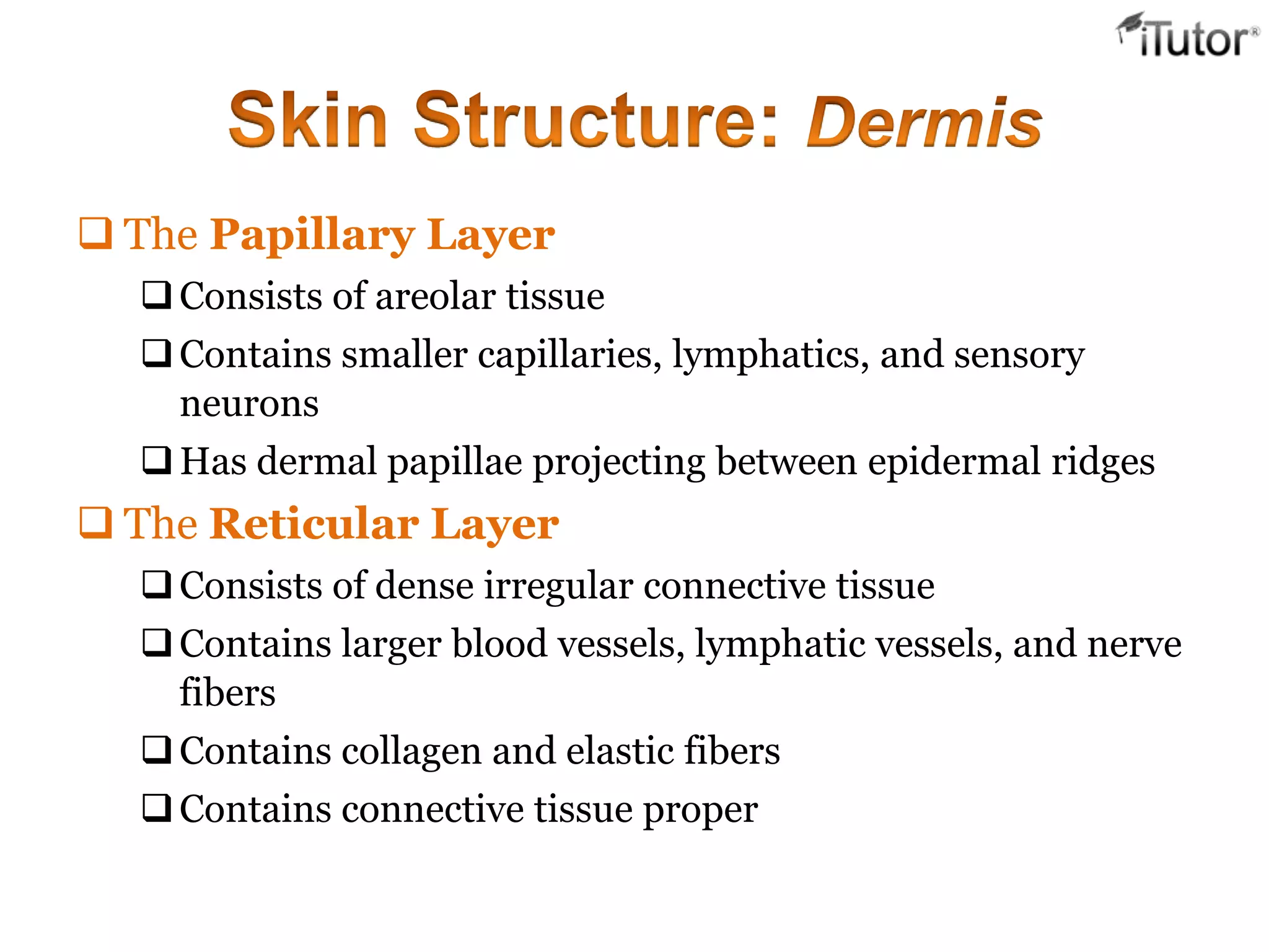 The integumentary system | PPTX