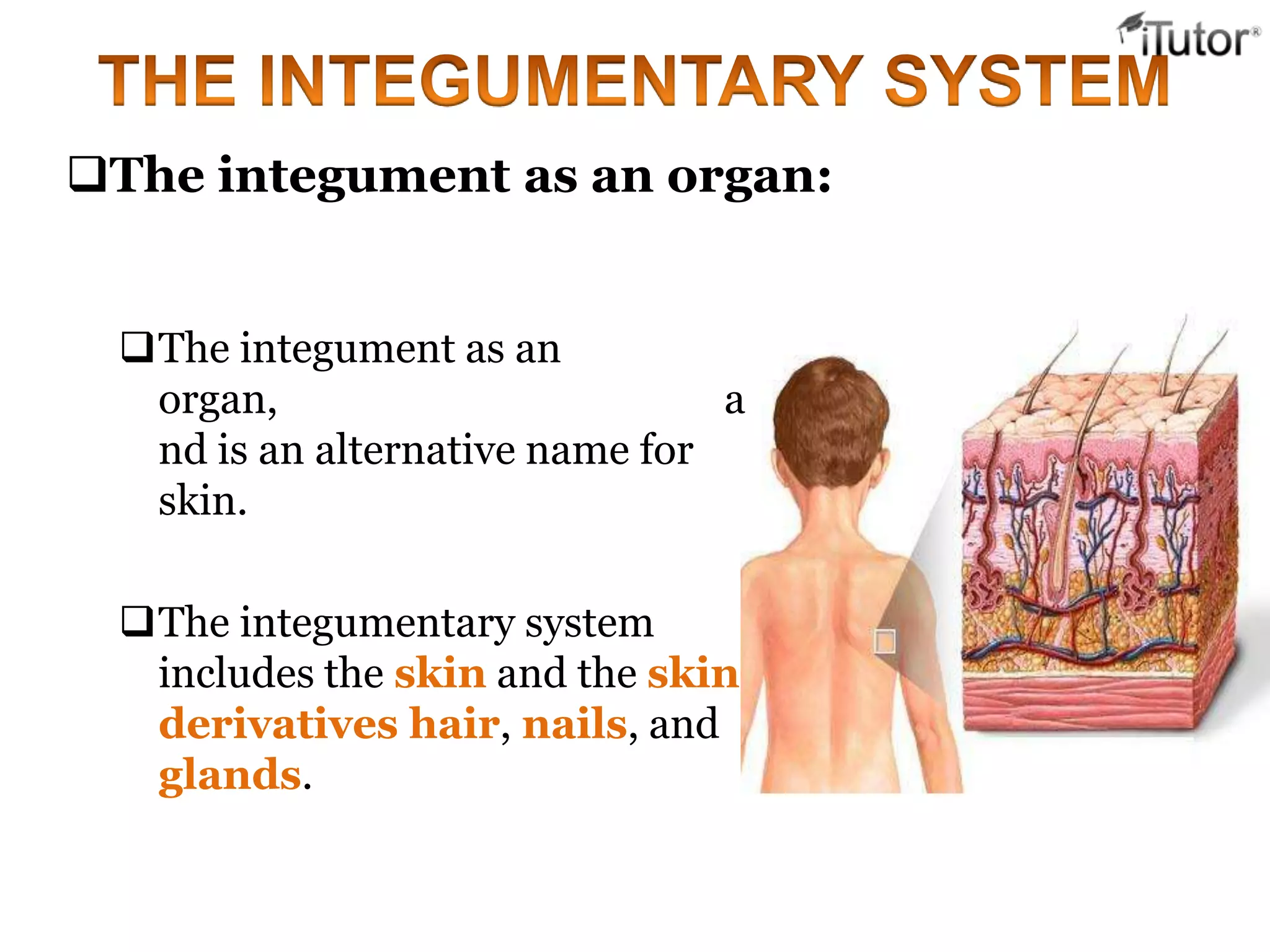 The integumentary system | PPTX