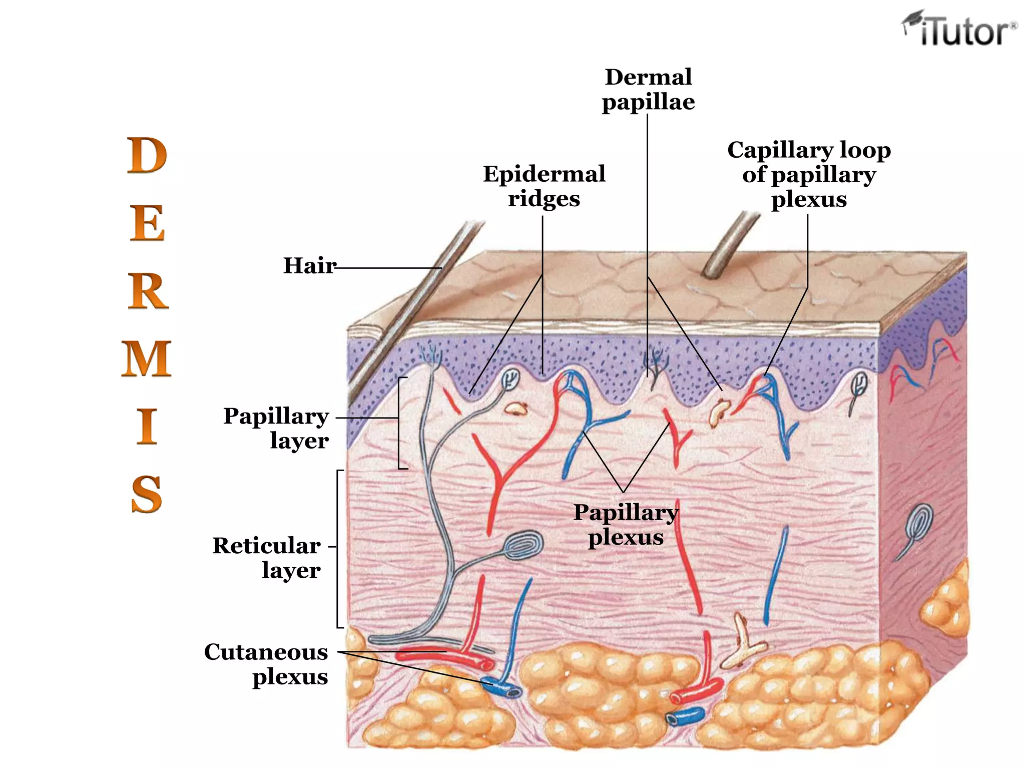 The integumentary system | PPTX