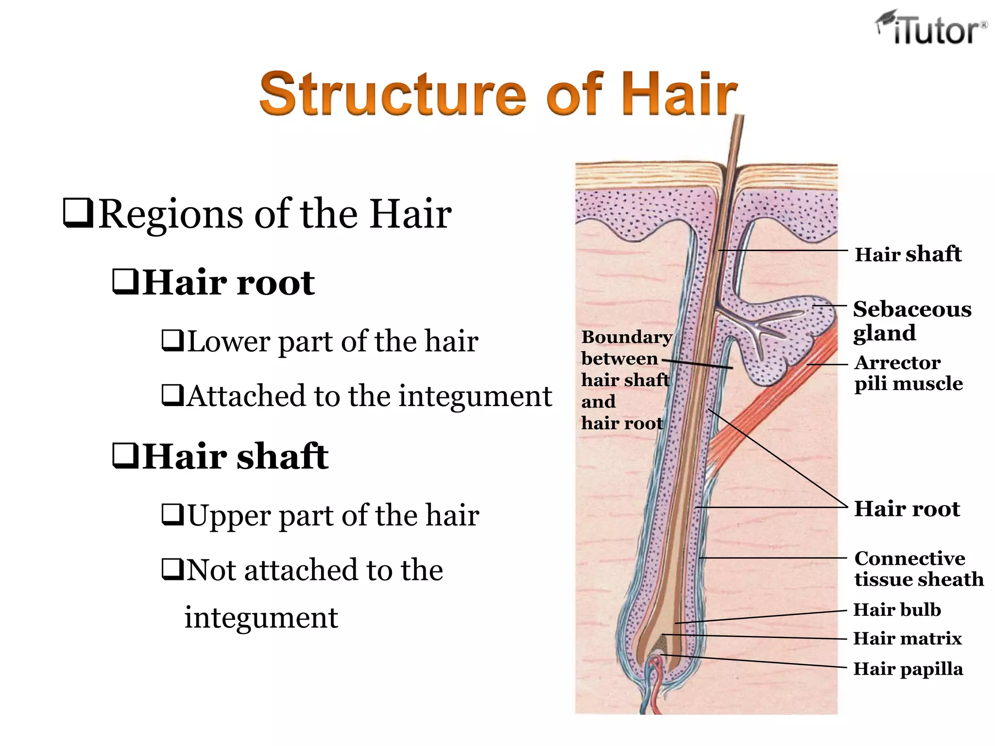 The integumentary system | PPTX